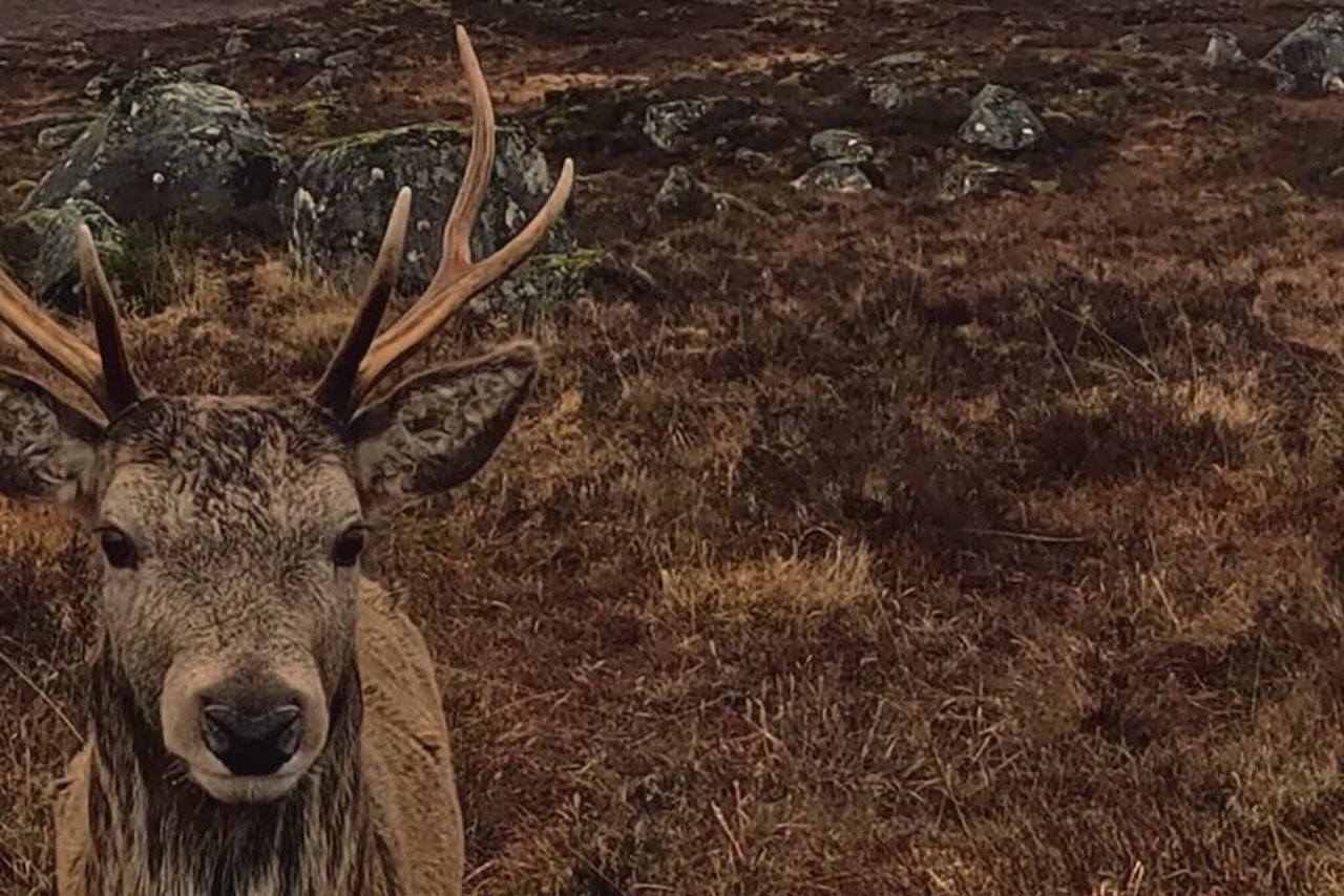 Cervo rosso sorprende un cameraman nelle Highlands scozzesi, le ...
